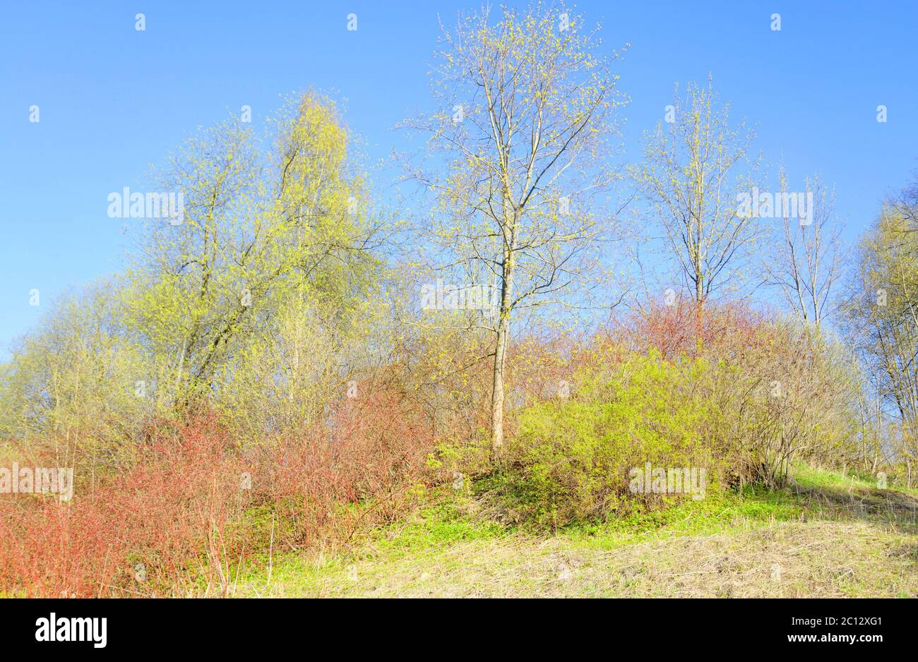 Park at spring Stock Photo - Alamy