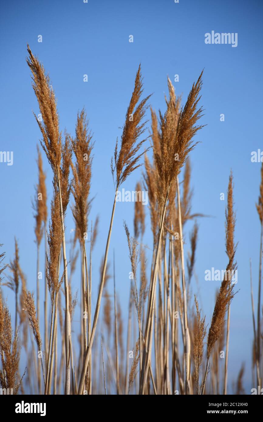 Tall grass reeds and rushes blowing in the wind Stock Photo - Alamy