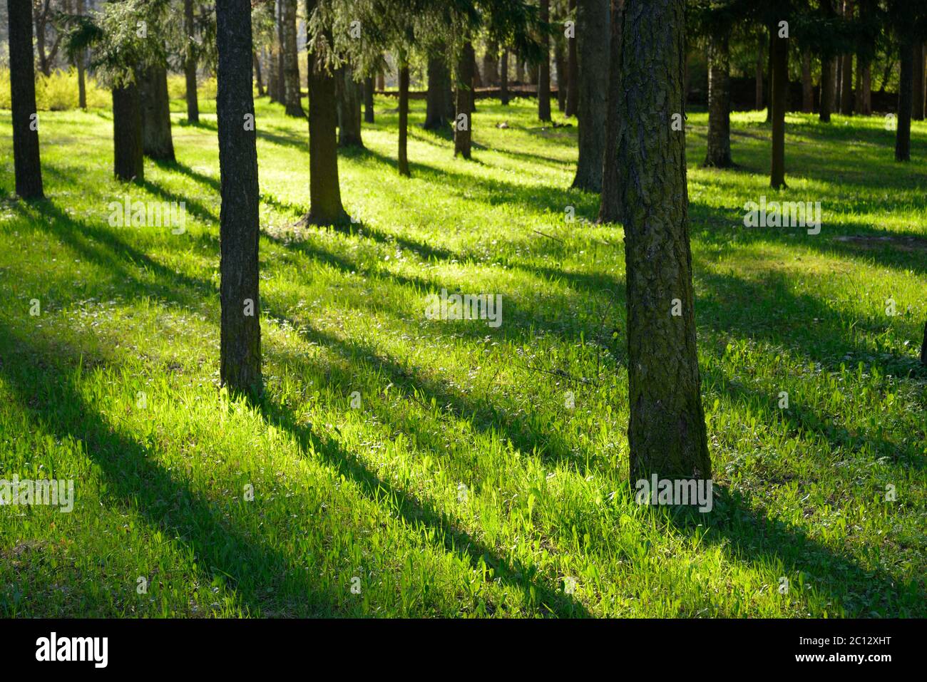 Park at spring Stock Photo - Alamy