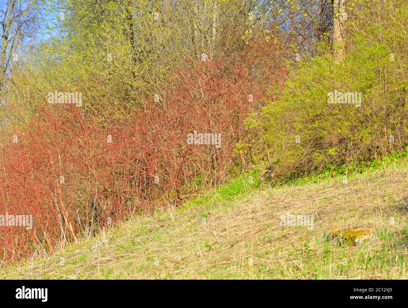 Park at spring Stock Photo - Alamy