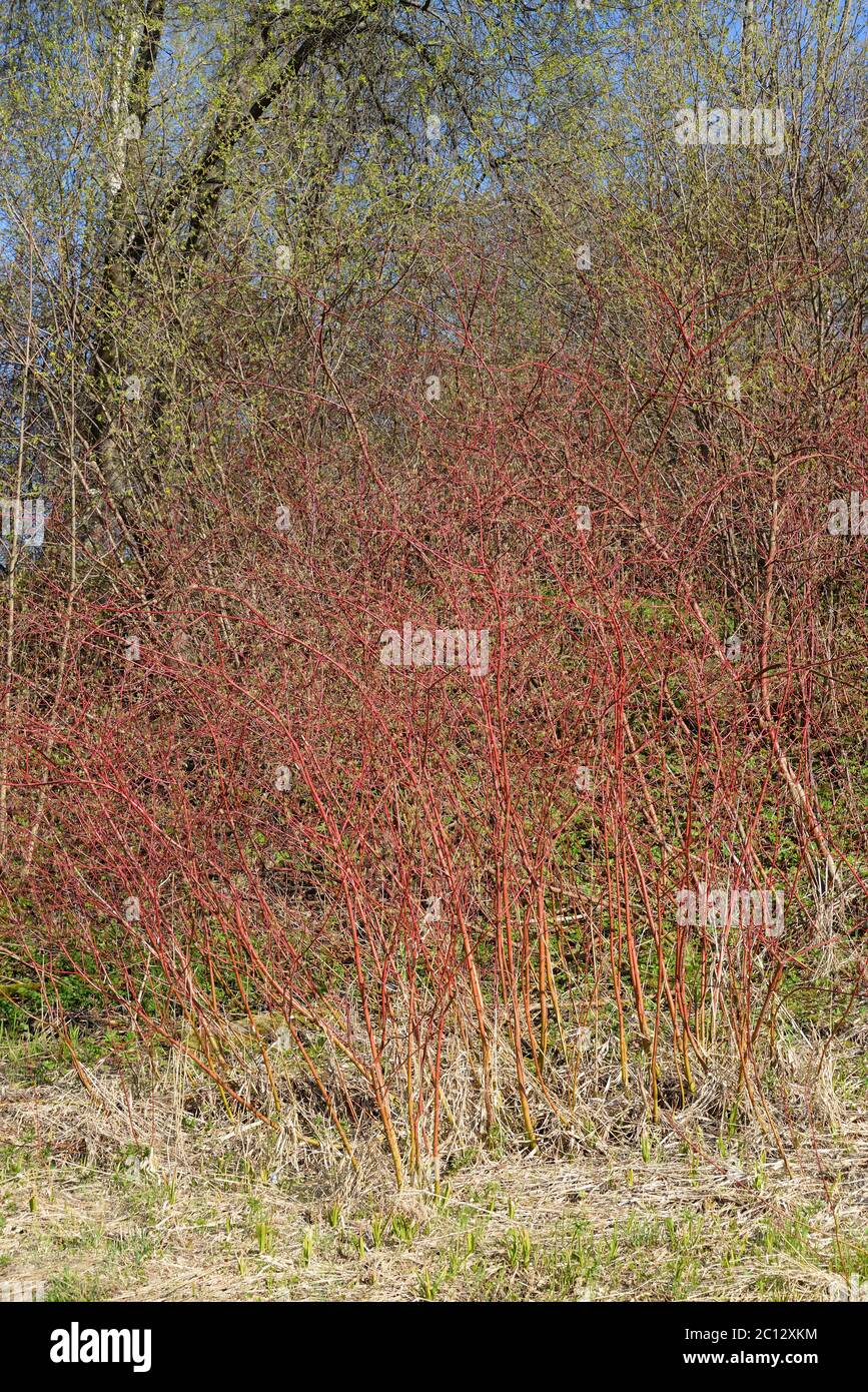 Bush at park hi-res stock photography and images - Alamy