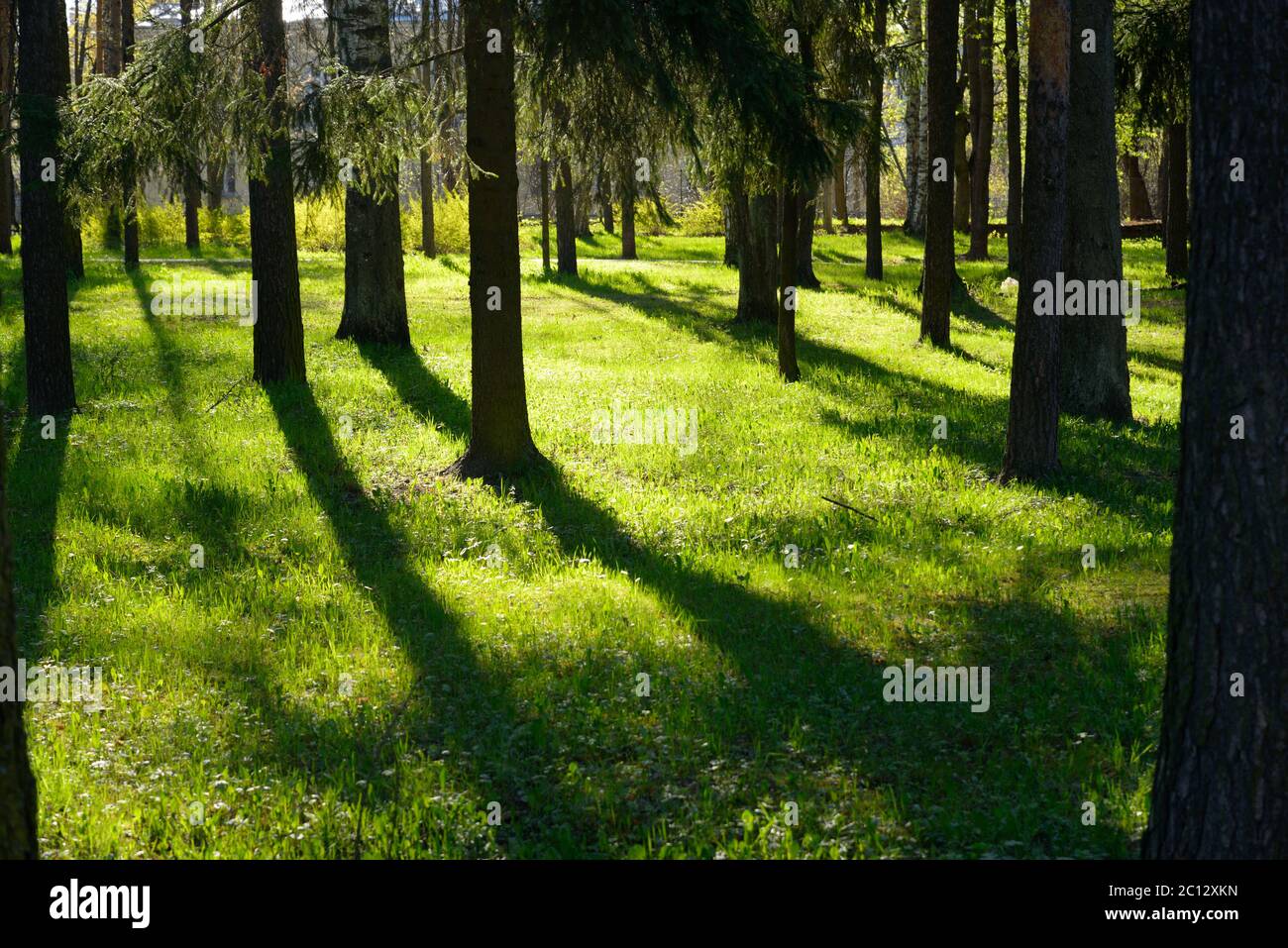 Park at spring Stock Photo - Alamy