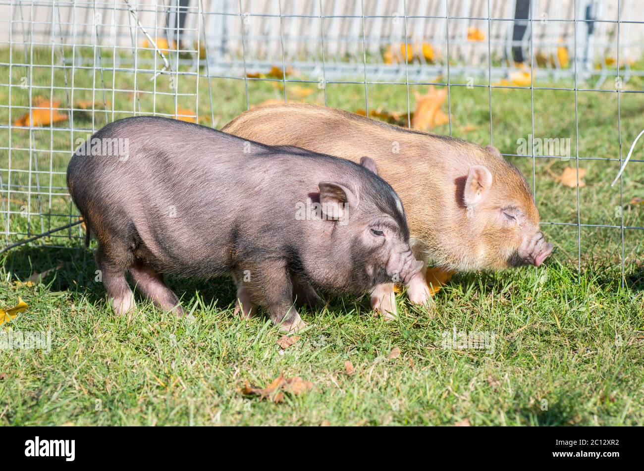 Two little vietnamese pigs in the cage Stock Photo - Alamy