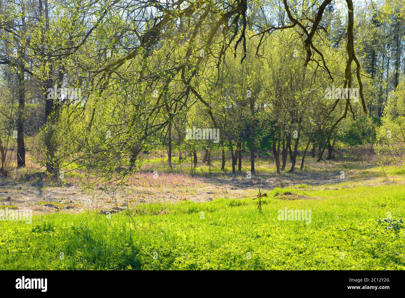 Park at spring Stock Photo - Alamy