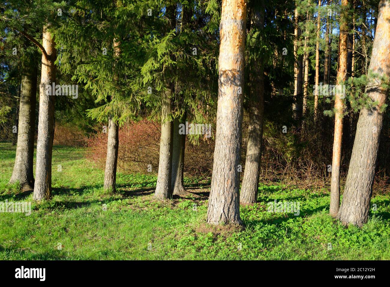 Beautiful spring pine forest hi-res stock photography and images - Alamy