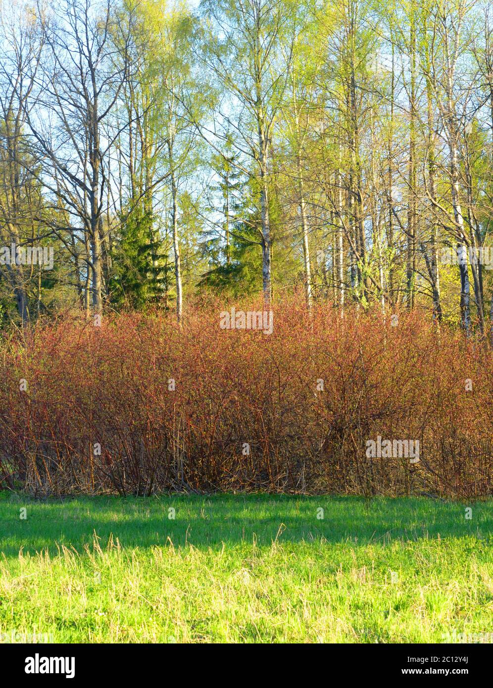 Park at spring Stock Photo - Alamy