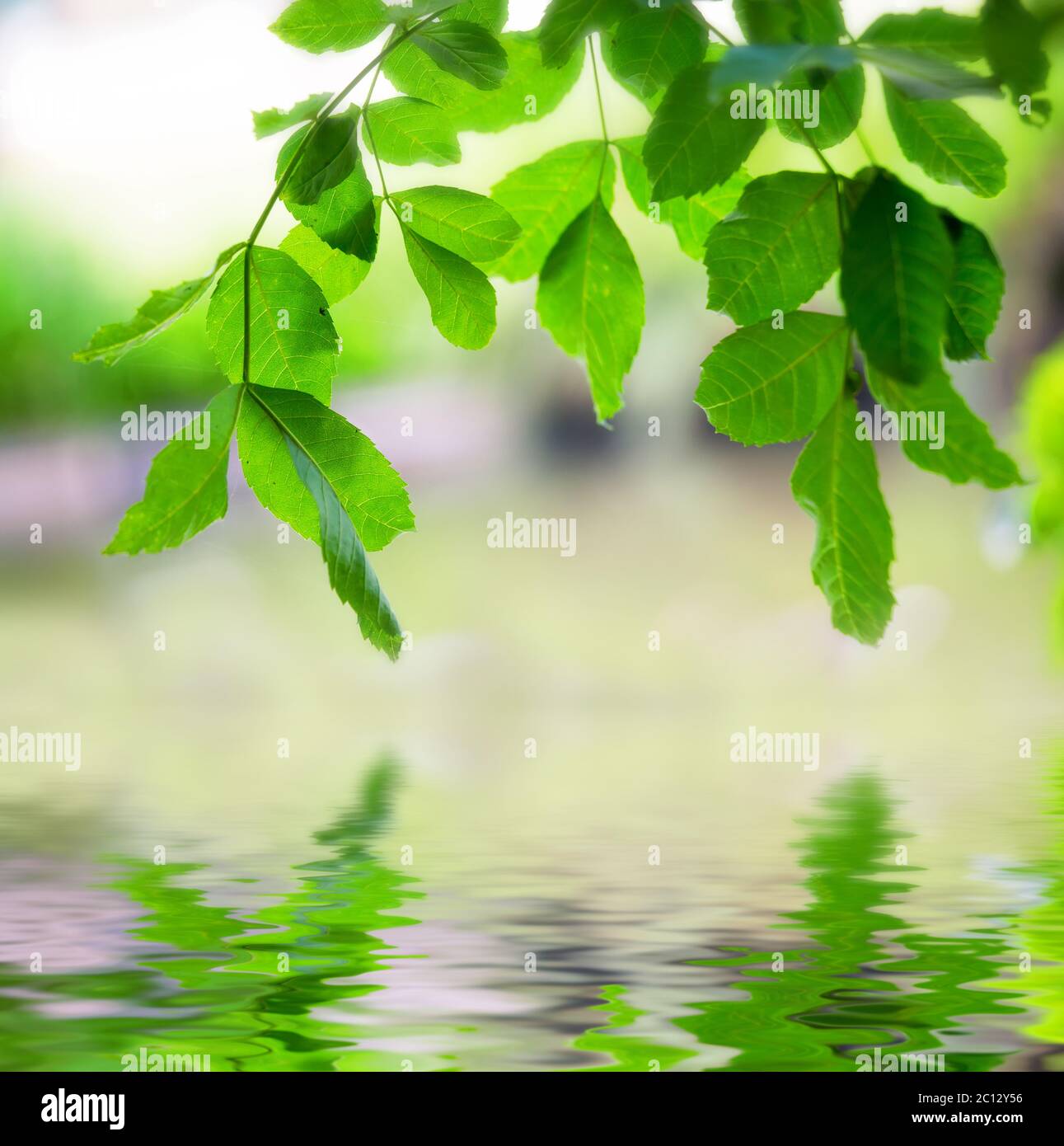 tree branch above the water Stock Photo - Alamy