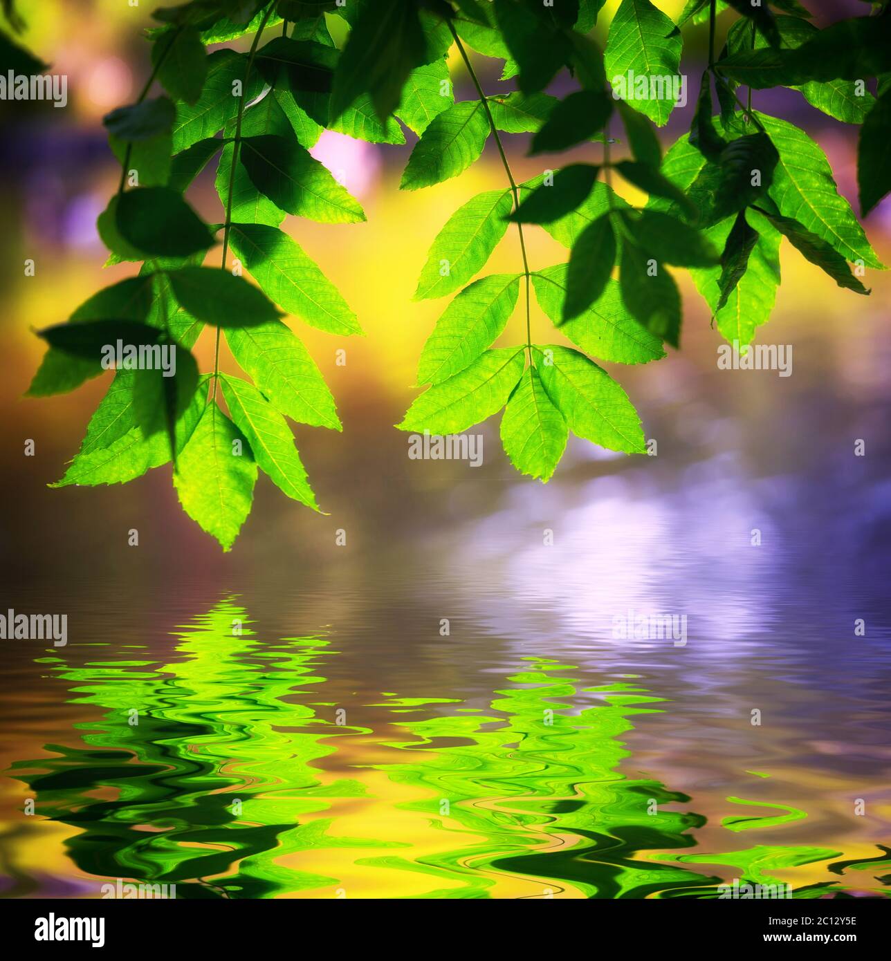 tree branch above the water Stock Photo - Alamy