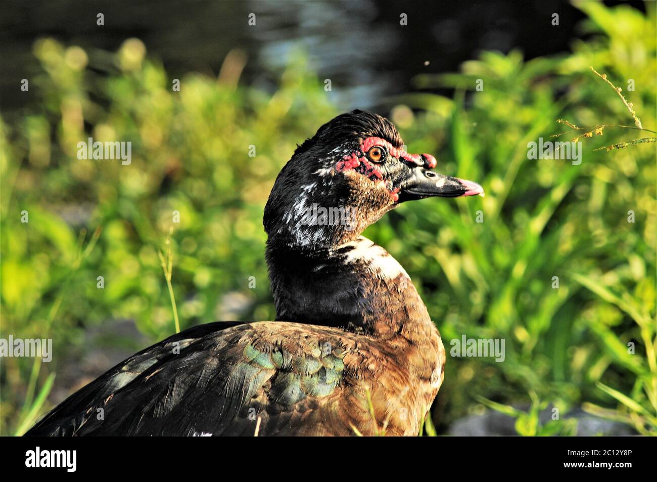 Mature muscovy ducks hi-res stock photography and images - Alamy