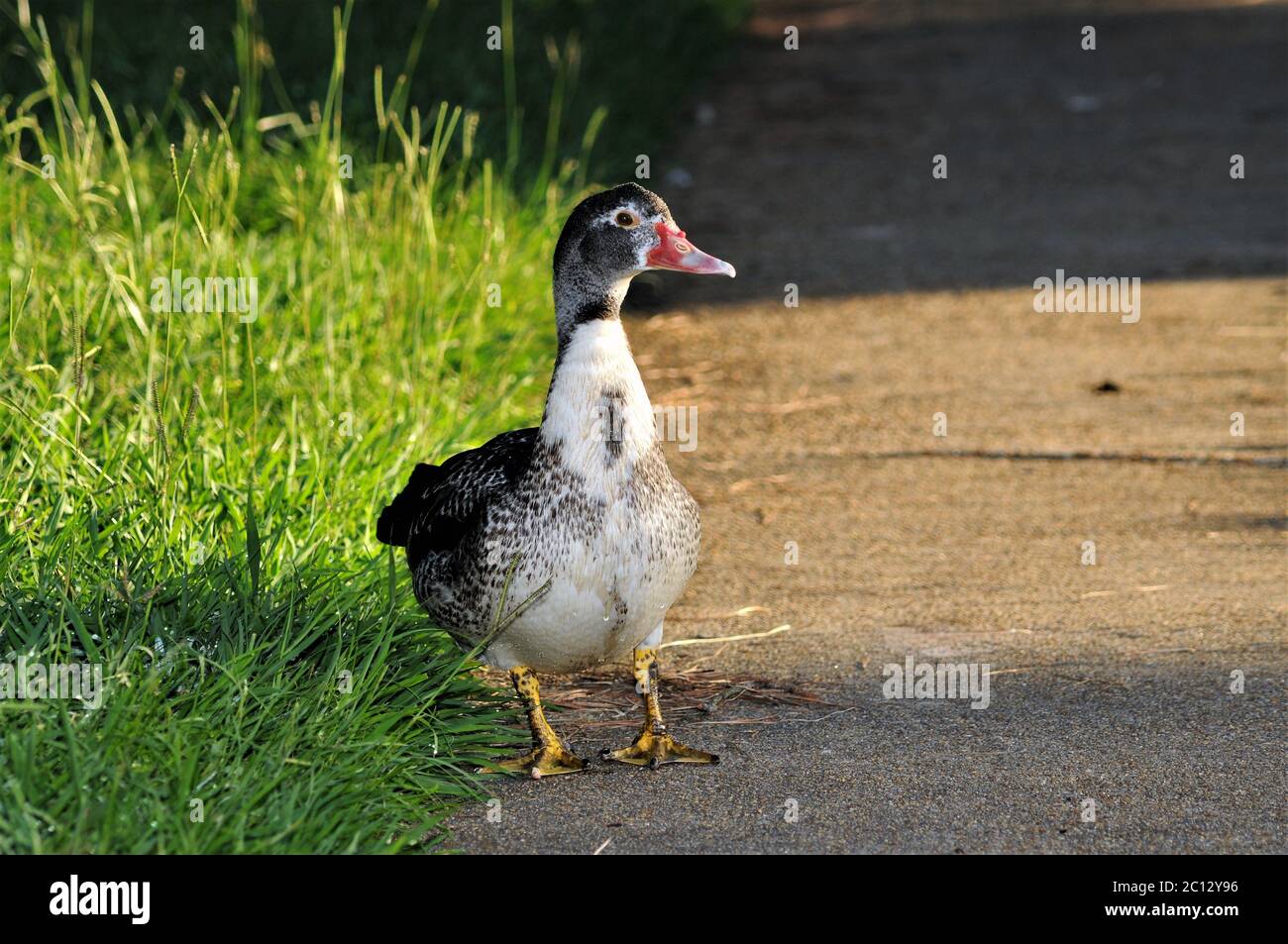 Juvenile muscovy duck hi-res stock photography and images - Alamy