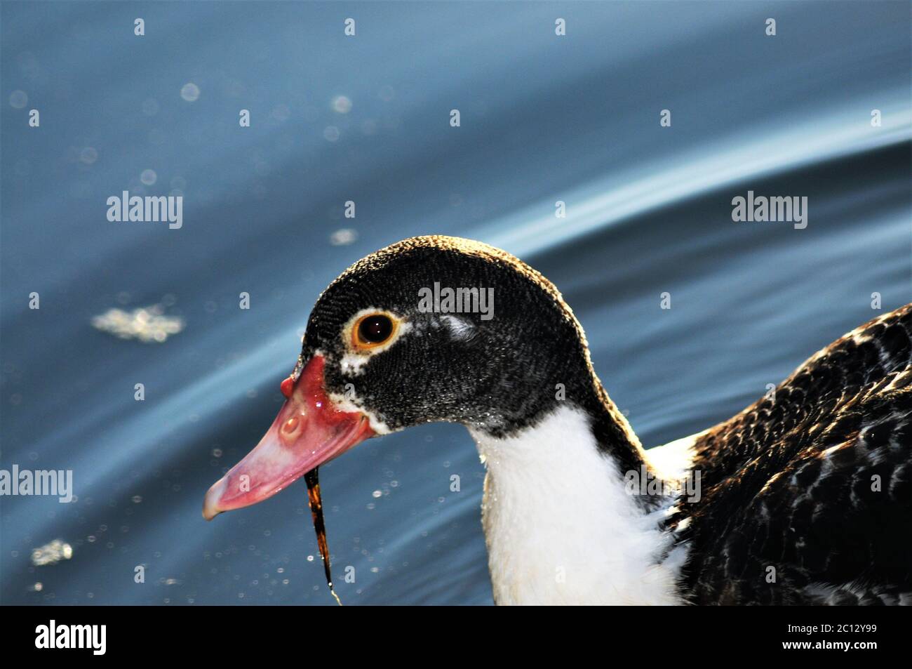 Juvenile Muscovy ducks Stock Photo - Alamy