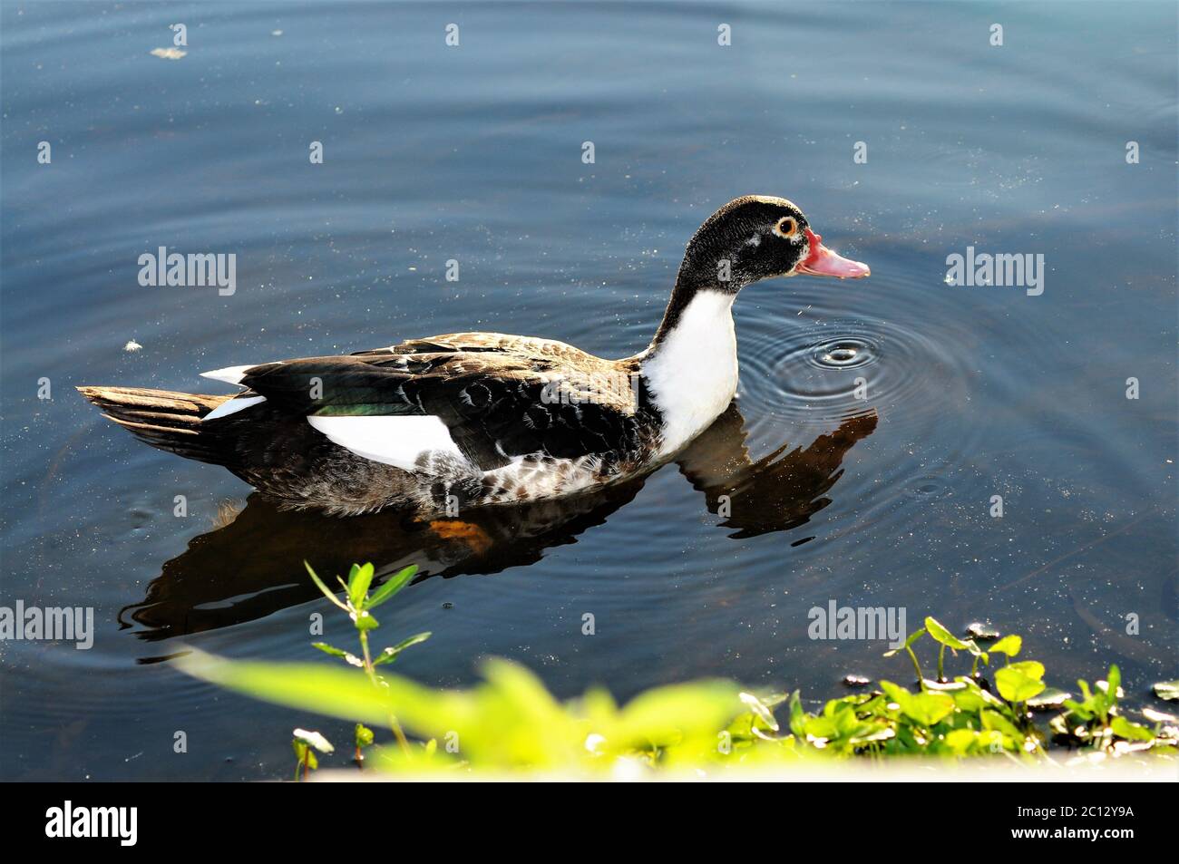 Juvenile muscovy duck hi-res stock photography and images - Alamy