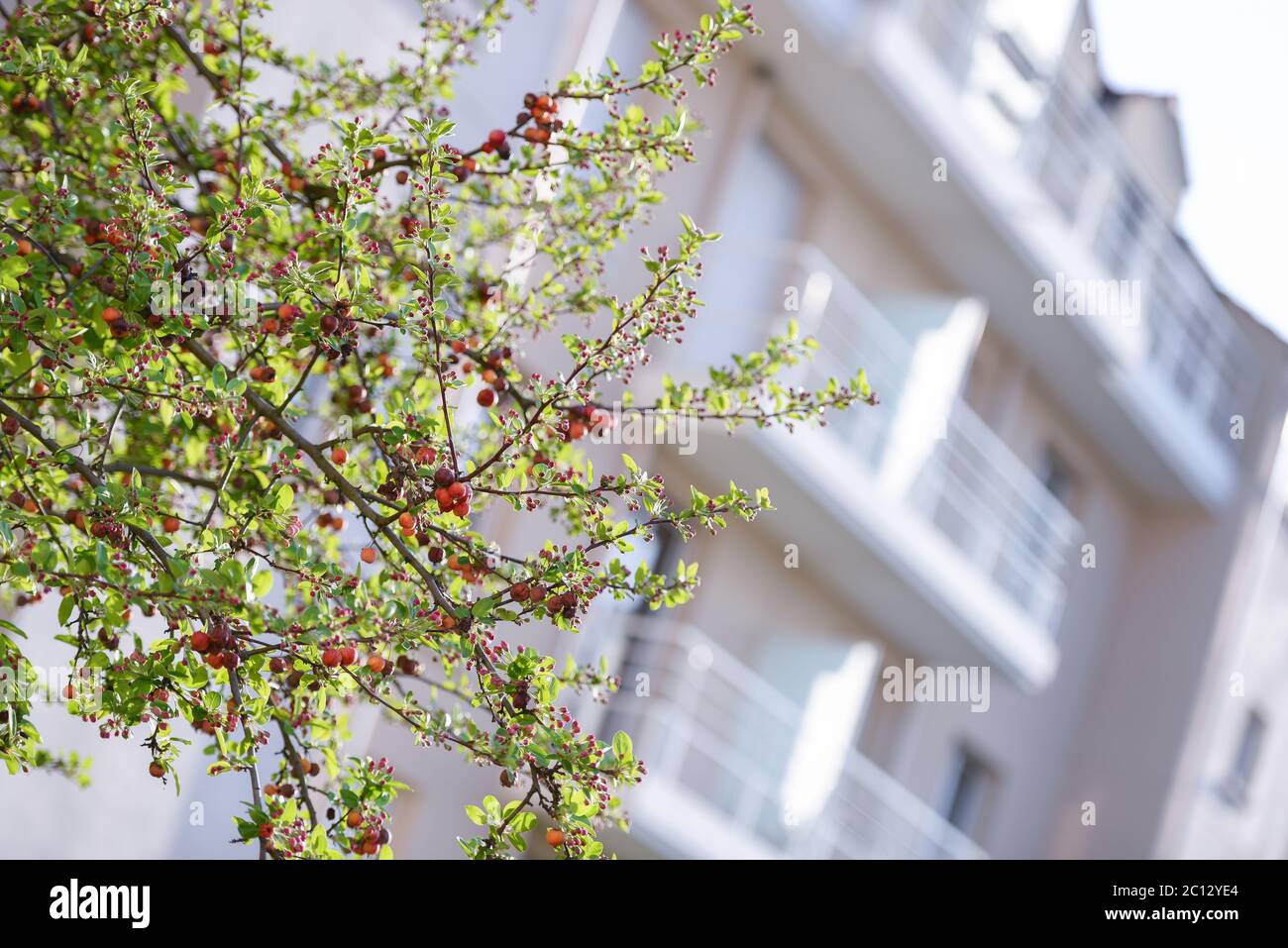 tree branch with building on background Stock Photo - Alamy