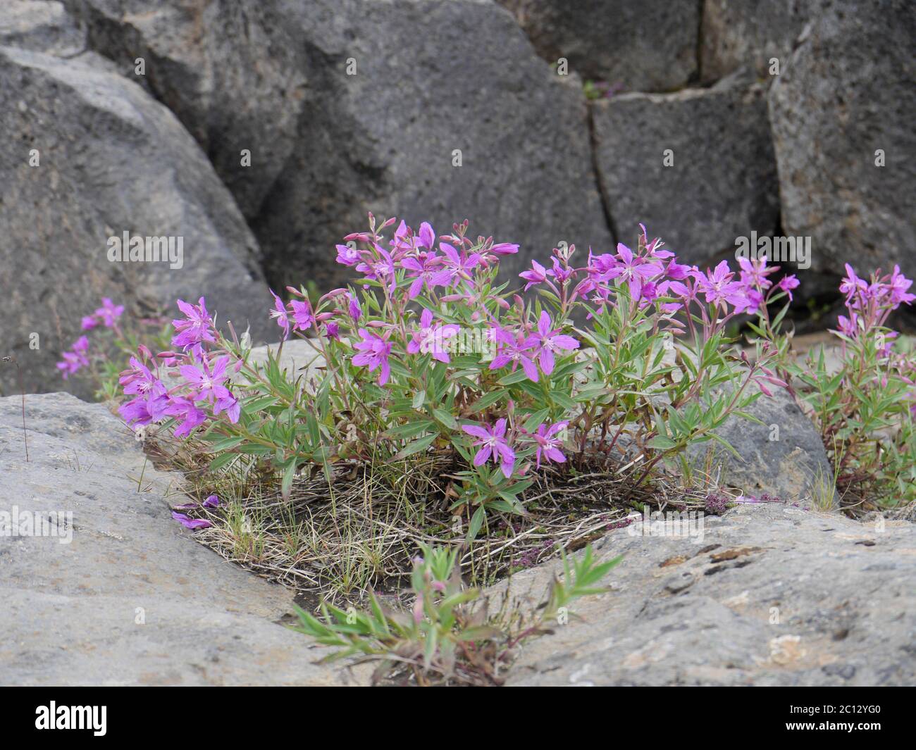 Dwarf fireweed epilobium latifolium hi-res stock photography and images - Alamy