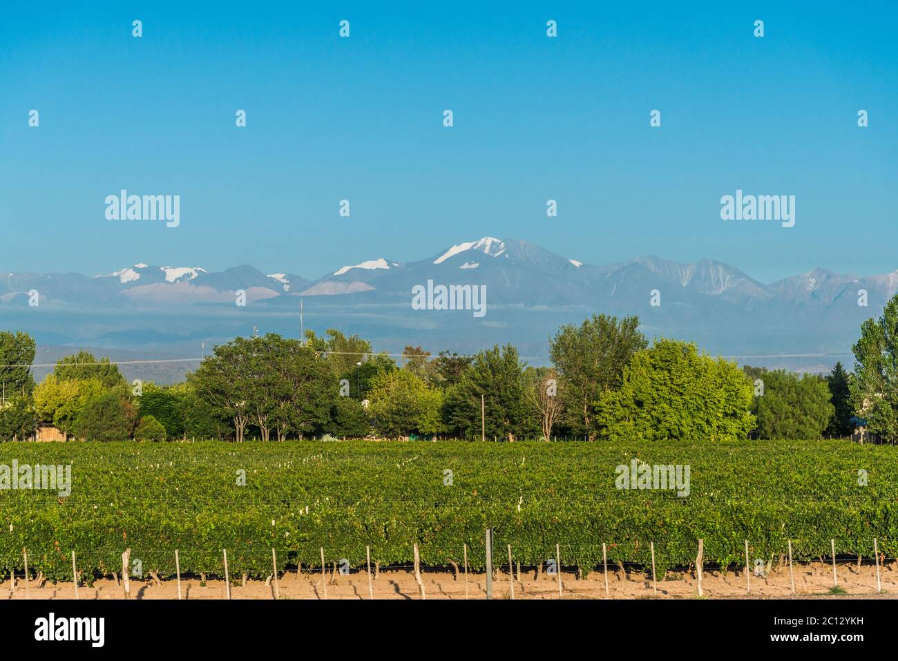 Vineyards in Mendoza at the background of Andes mountains Stock Photo ...