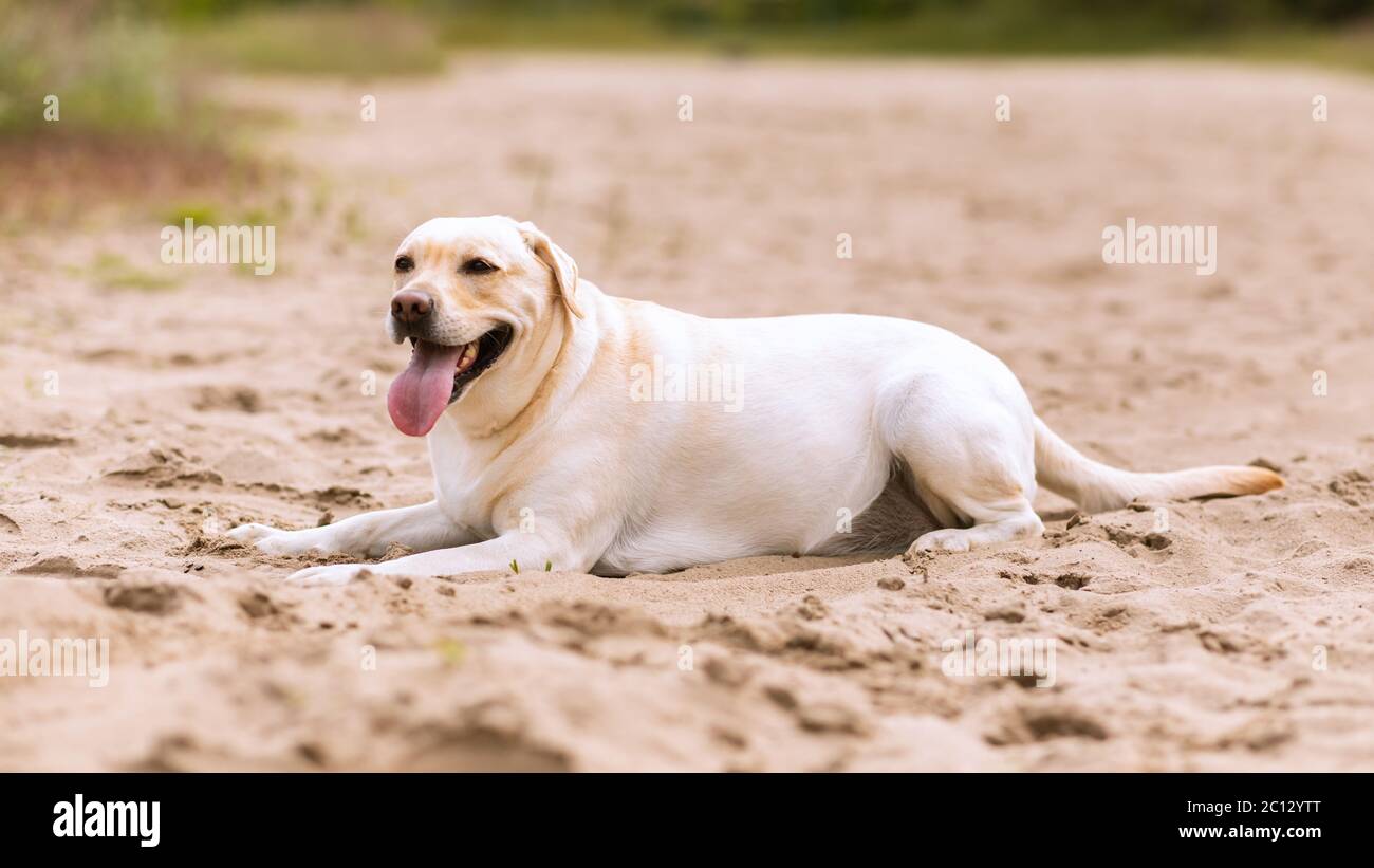Labrador retriever dog looking at camera, laying on sand Stock Photo ...