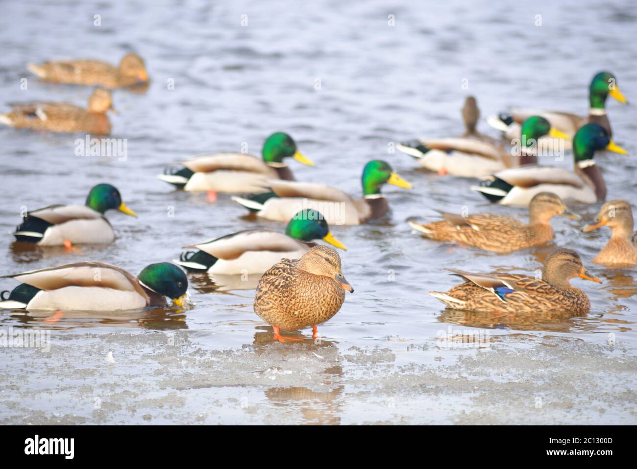 Ducks on the water Stock Photo - Alamy