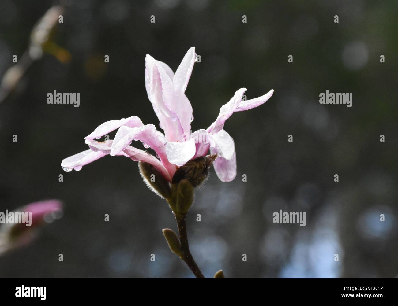 Magnolia bud with raindrops hi-res stock photography and images - Alamy