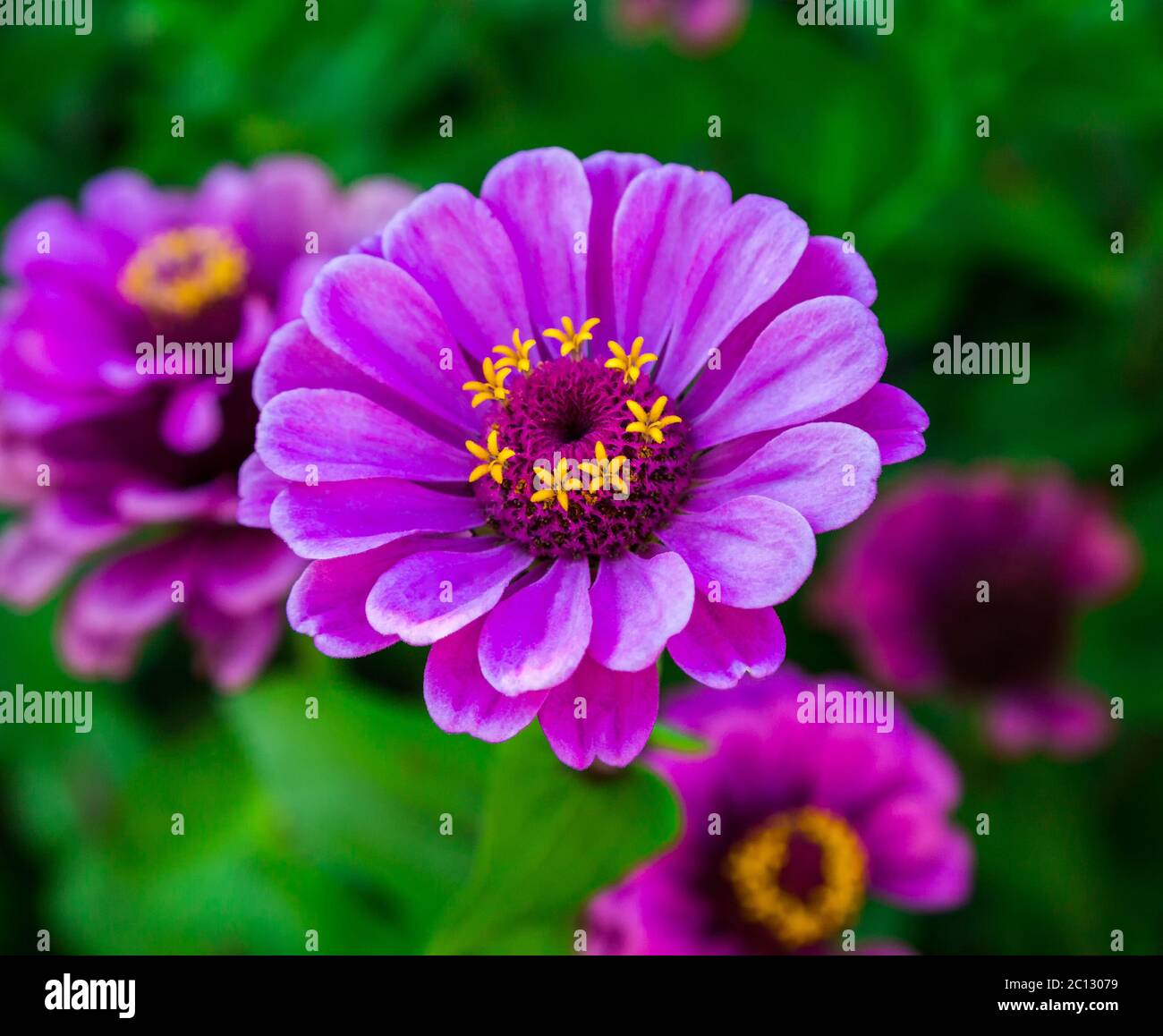 Purple map hi-res stock photography and images - Alamy