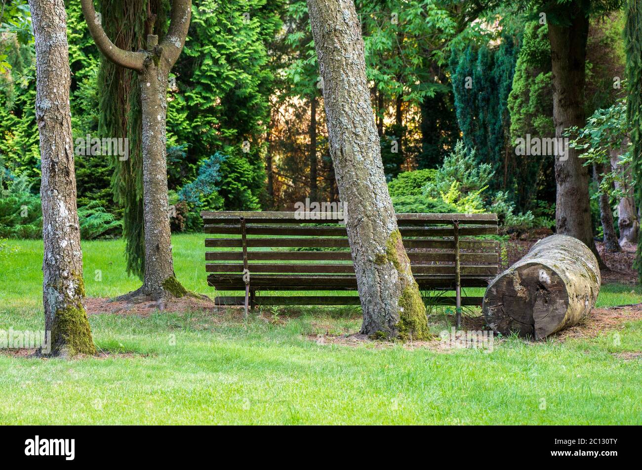 Old bench pictured among large trees in back Stock Photo - Alamy
