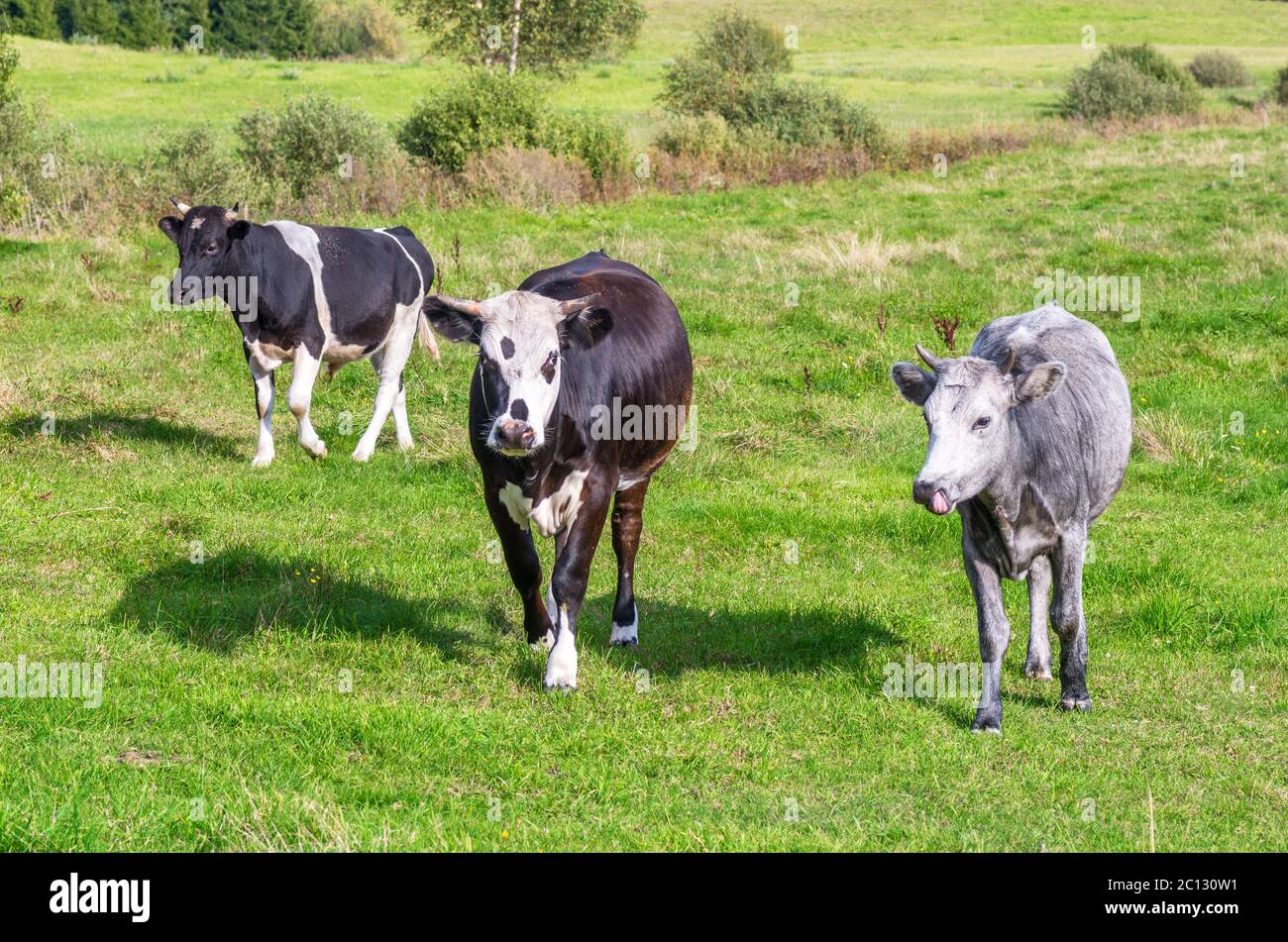 Field of bulls hi-res stock photography and images - Alamy