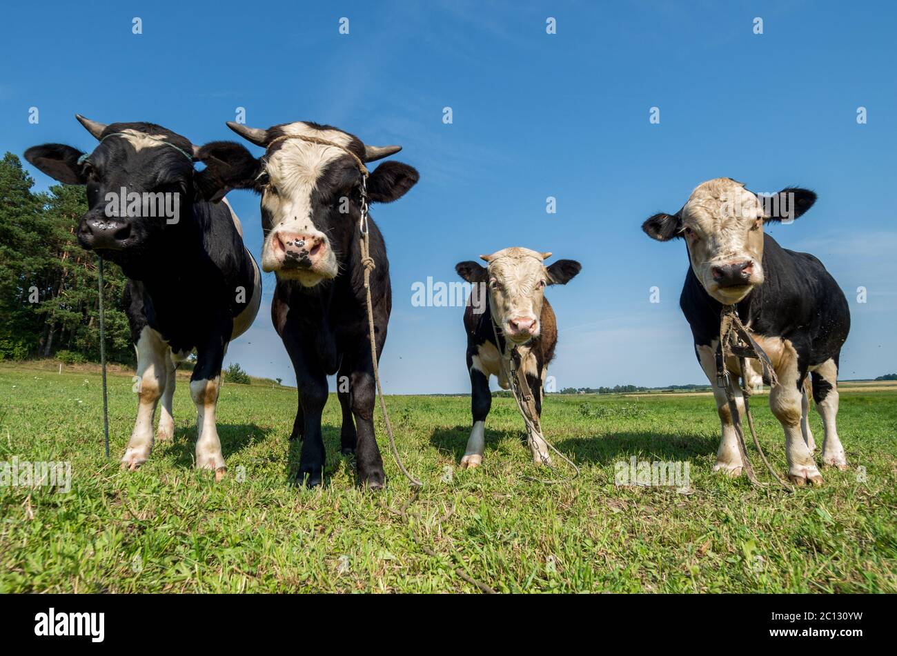 Field of bulls hi-res stock photography and images - Alamy