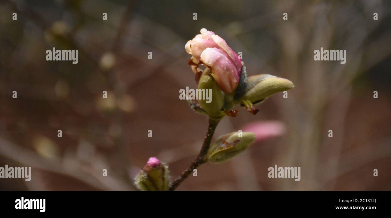 Pretty pink magnolia tree close up and personal Stock Photo - Alamy