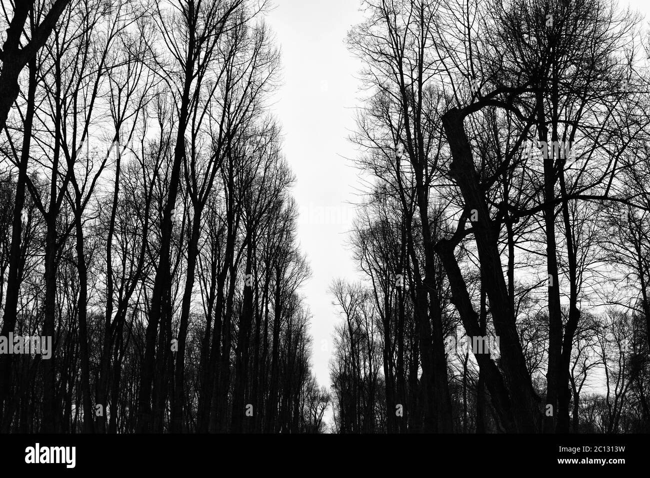 Haunted Tree Branches High Resolution Stock Photography and Images - Alamy