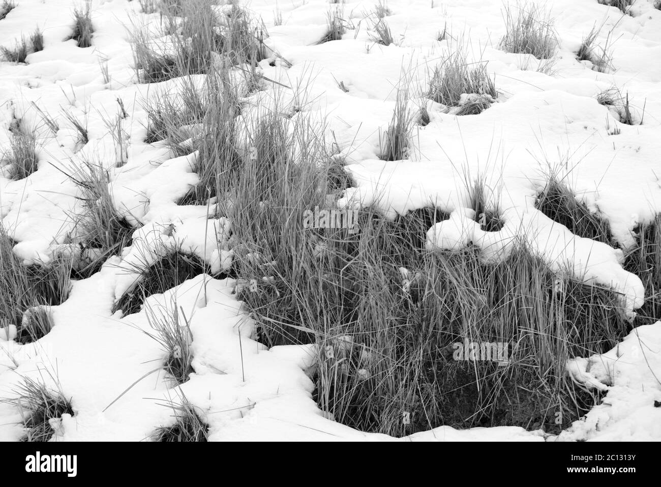 Dead grass texture Black and White Stock Photos & Images - Alamy