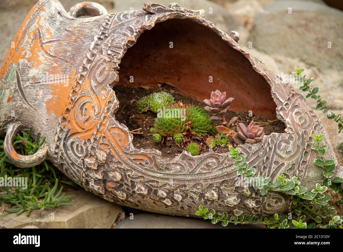 Old wine clay pitcher with soil and succulents planted in it Stock ...