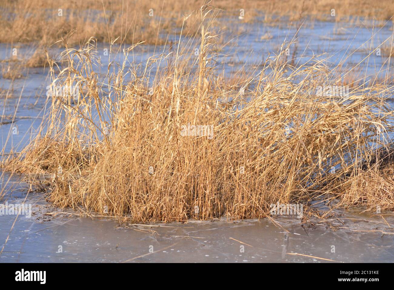 Dry herbal grass hi-res stock photography and images - Alamy