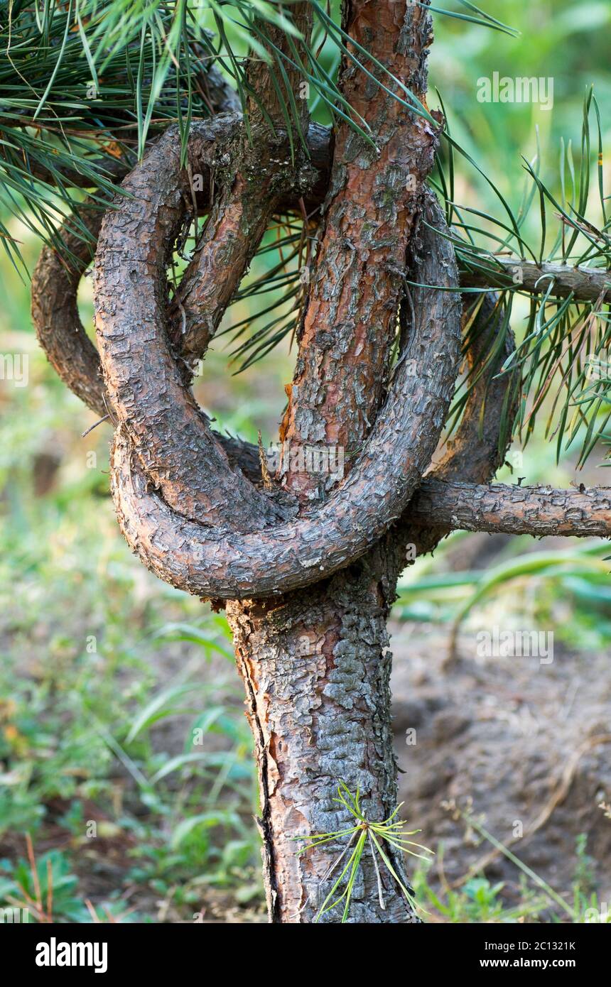 The knot consists of a pine branch on the trunk Stock Photo - Alamy