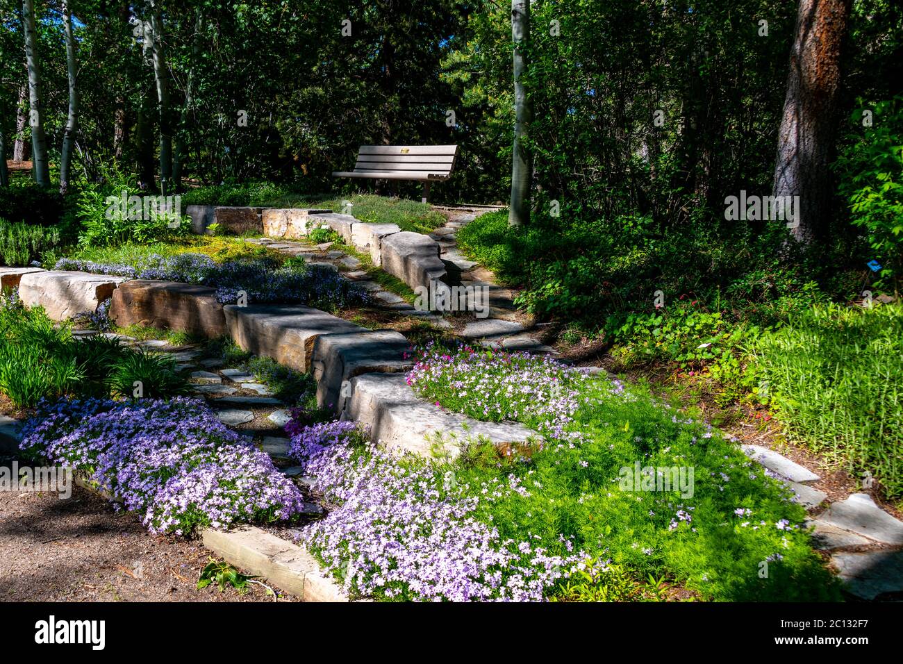 Flowers in bloom in Steamboat Springs Botanical garden. High quality ...