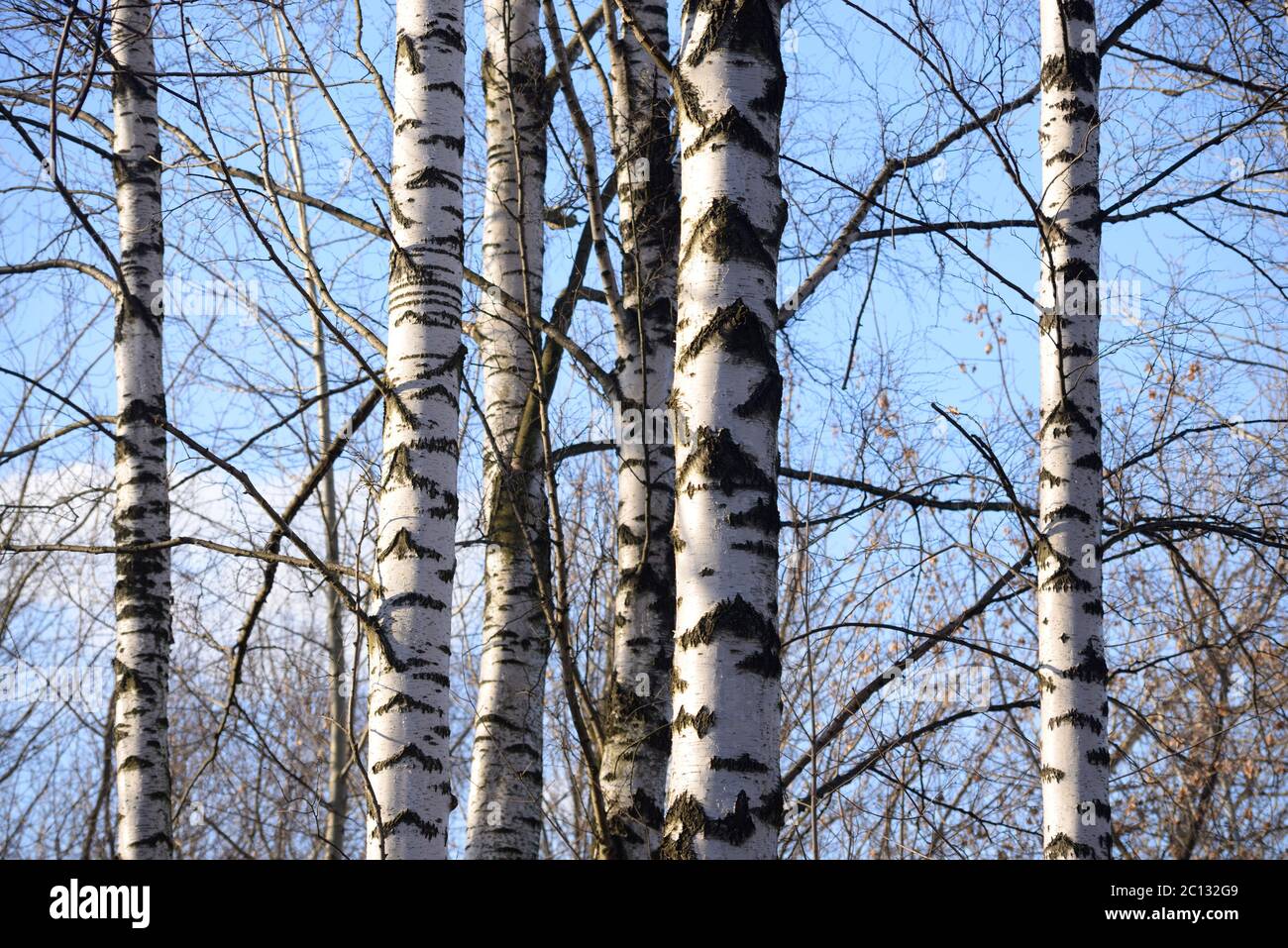 Detail of birch tree trunks hi-res stock photography and images - Alamy