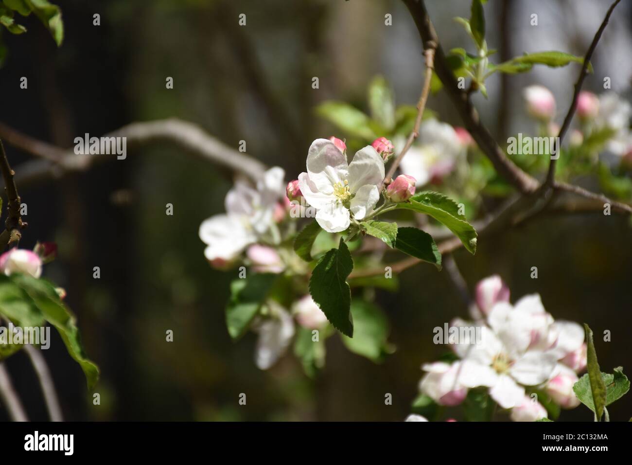 Flowering and budding fruit tree in the spring time Stock Photo - Alamy