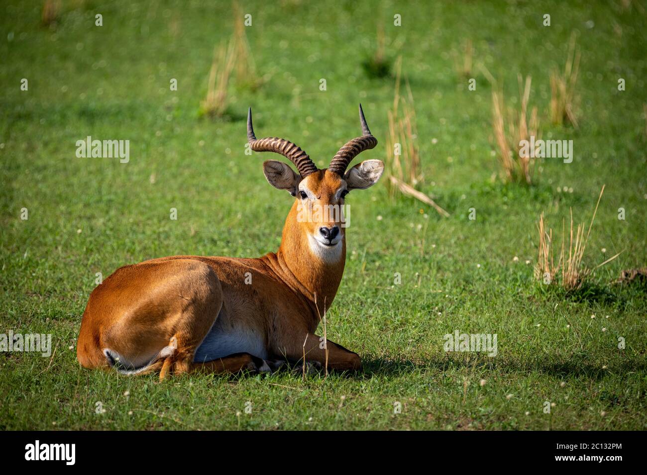 Portrait of a male Uganda Kob (kobus kob thomasi), sitting on grass in ...