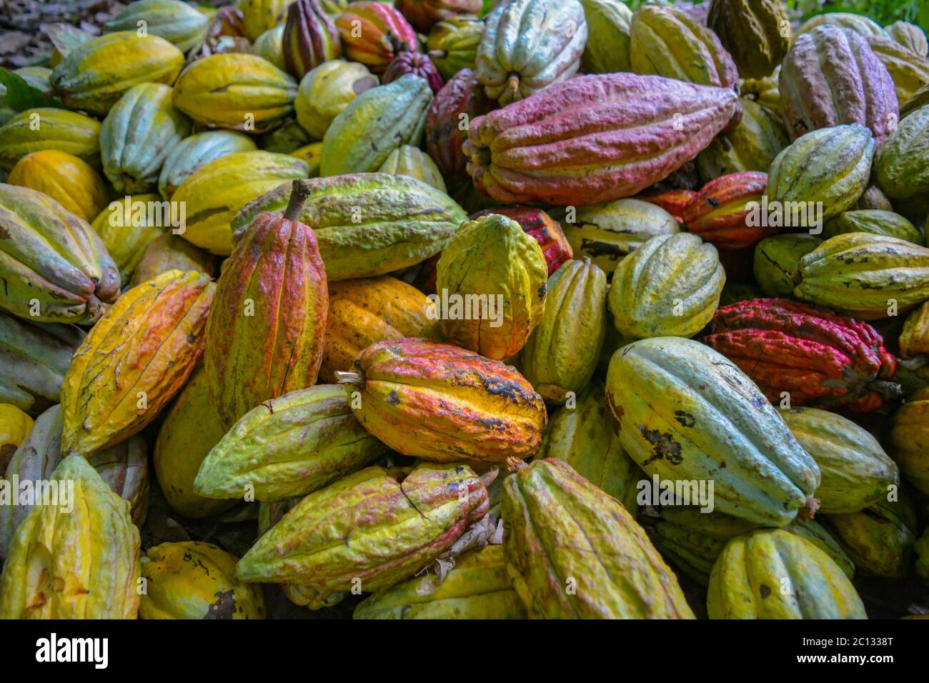 A big bunch of colorful cocoa pods. Criollo, Forastero, Trinitario ...
