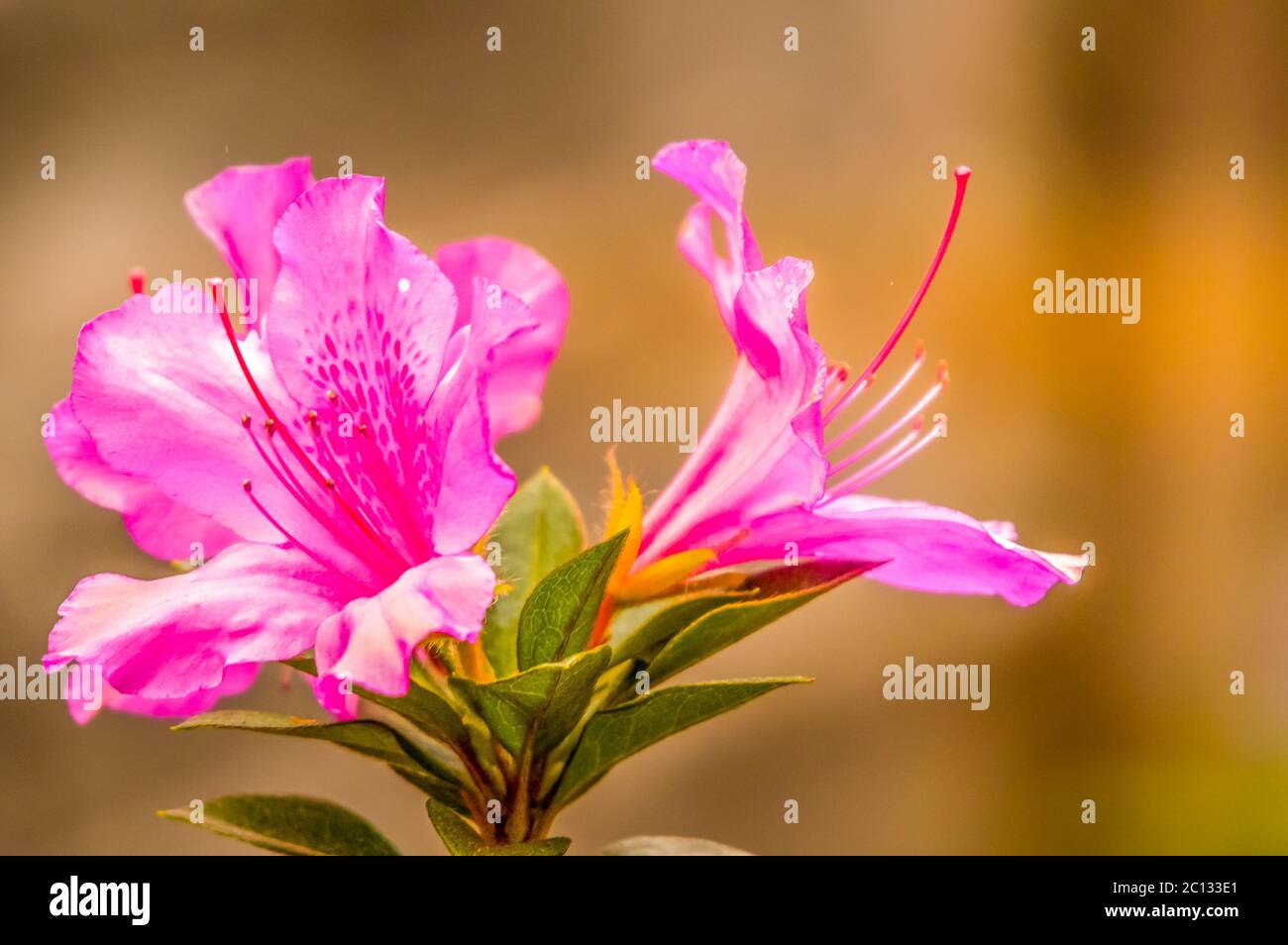 Beautiful pink Azalea folwers isolated taken in a garden during spring ...