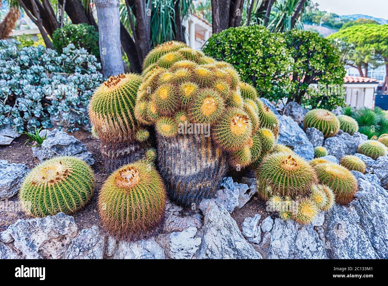 Cultivation of cactus and other succulent plants inside a botanical ...