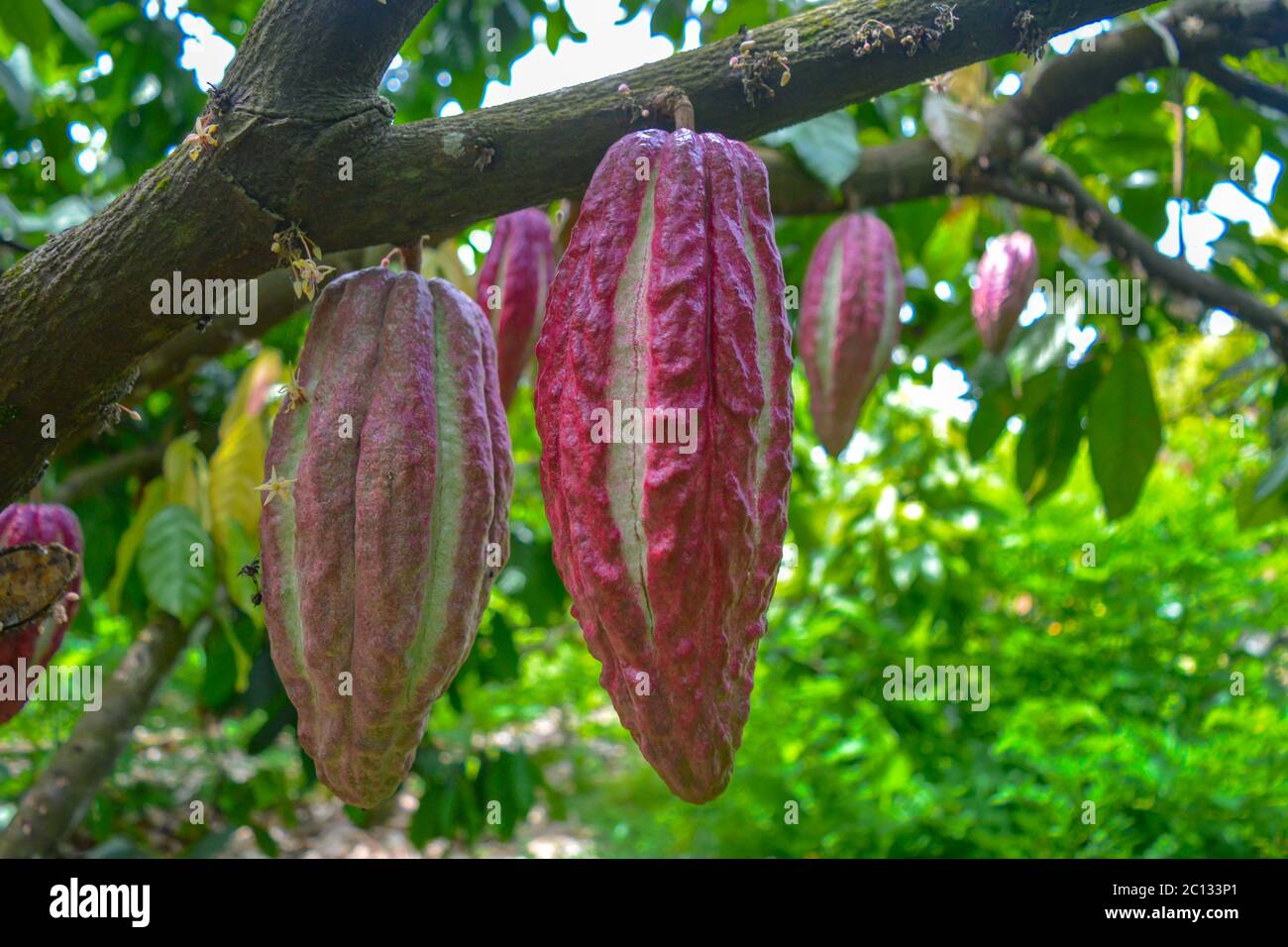 Beautiful closeup of colorful cocoa pods (Trinitario) growing on cocoa ...