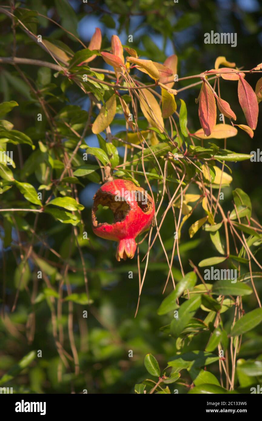 Image of a grenade that hangs from the tree and has been bitten by some ...