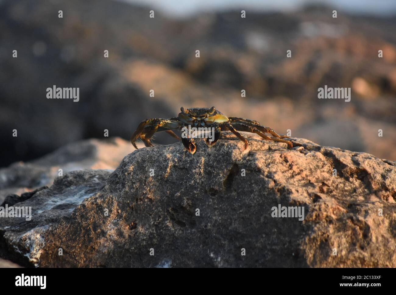 Soft shelled crab sitting atop a rock Stock Photo - Alamy