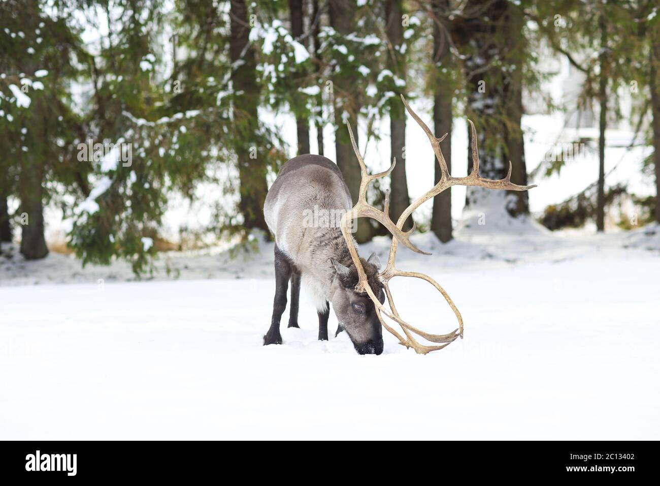 reindeer in its natural environment in scandinavia Stock Photo - Alamy