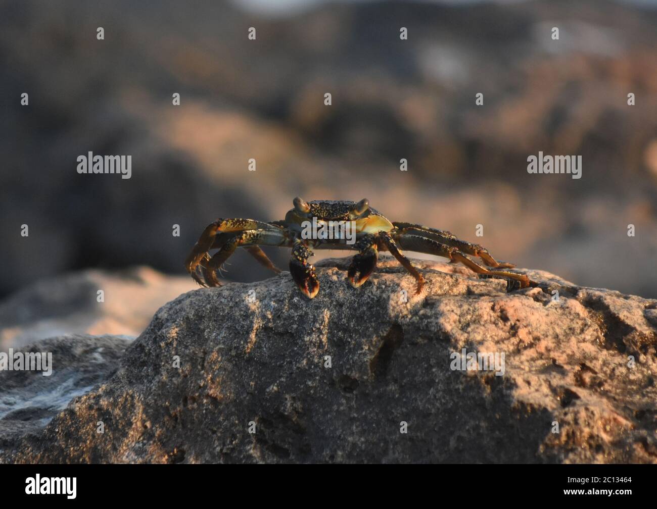 Look for crabs hi-res stock photography and images - Alamy