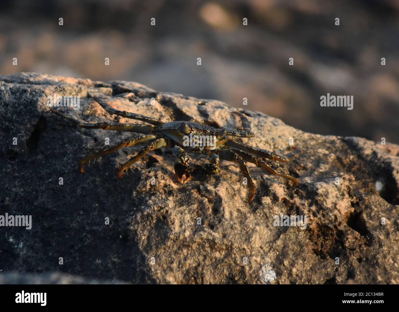 Soft shelled crab in Aruba on a rock Stock Photo - Alamy