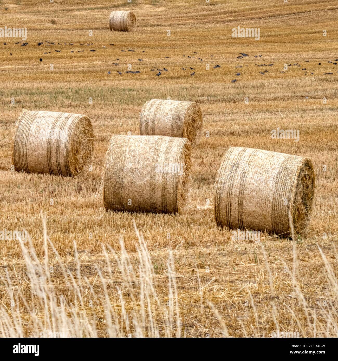 Field of cut hay and baler hi-res stock photography and images - Alamy