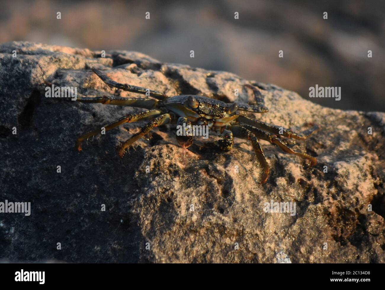 Fantastic up close look at a soft shelled crab Stock Photo - Alamy