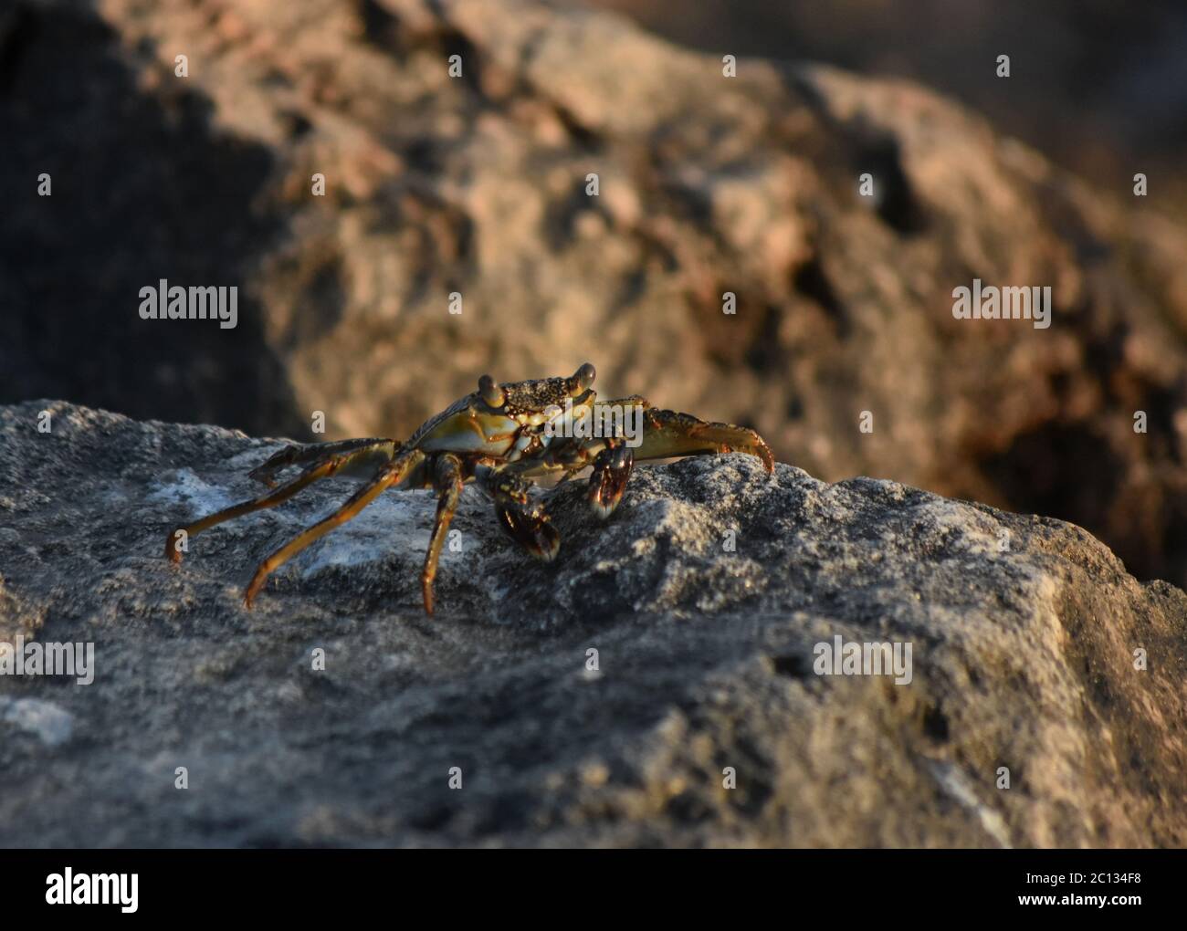 Custaceans hi-res stock photography and images - Alamy