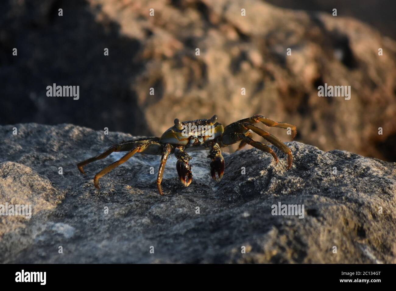 Fantastic direct look at a soft shelled crab in Aruba Stock Photo - Alamy