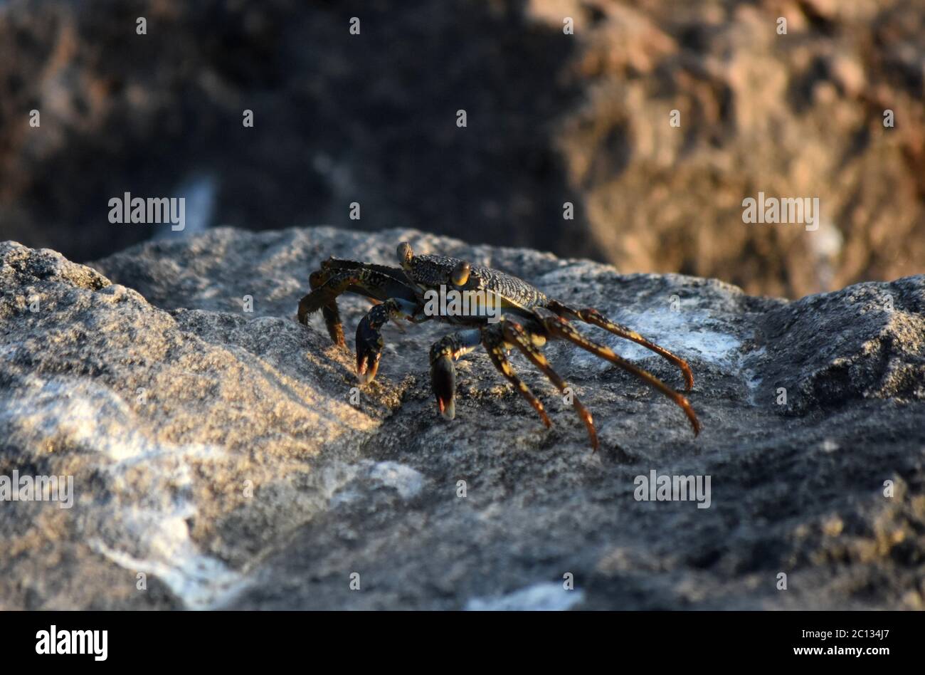 Soft shelled crab walking on a volcanic rock Stock Photo - Alamy